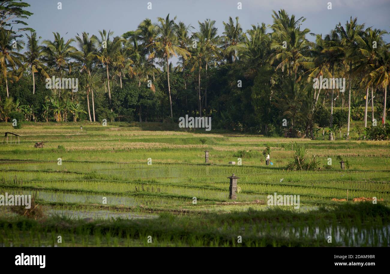 Balinese rice fields. Rice agriculture, Bali, Indonesia Stock Photo - Alamy