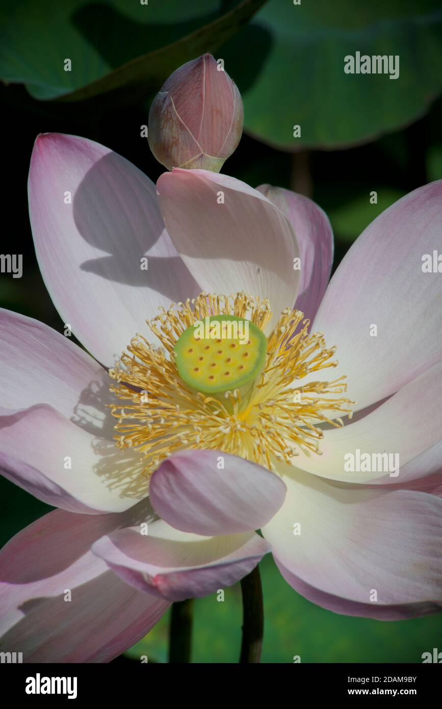 Lotus flower in blom. Ubud, Bali, Indonesia Stock Photo - Alamy