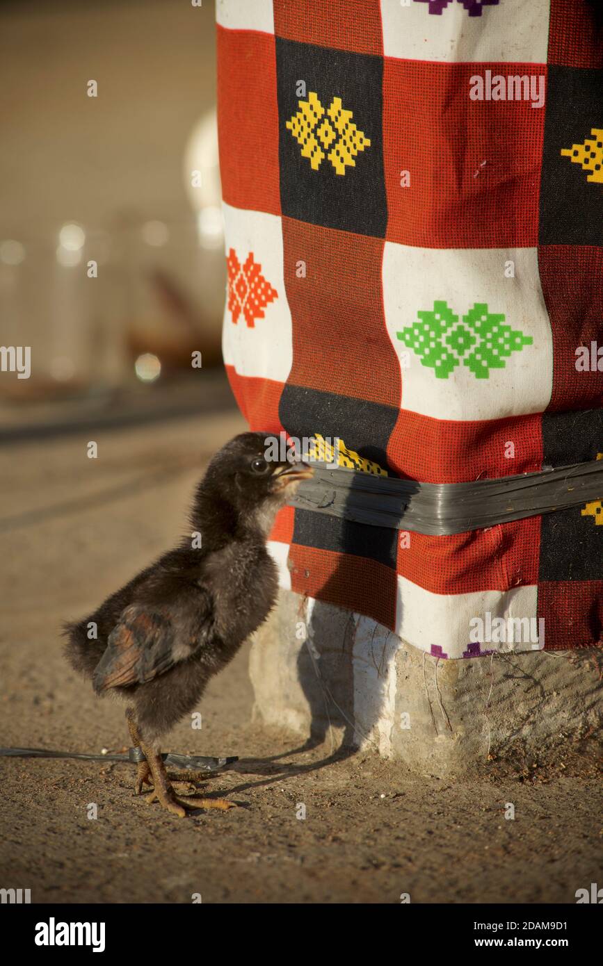 Chicken sacrifice hi-res stock photography and images - Alamy