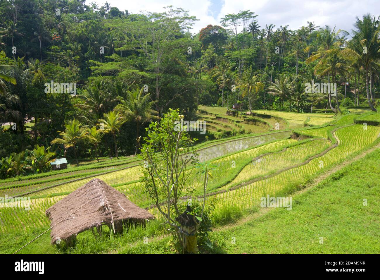 Indonesia160128 hi-res stock photography and images - Alamy