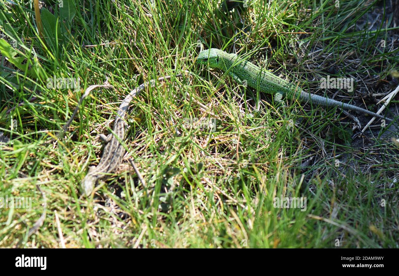 Green grass lizard hi-res stock photography and images - Alamy