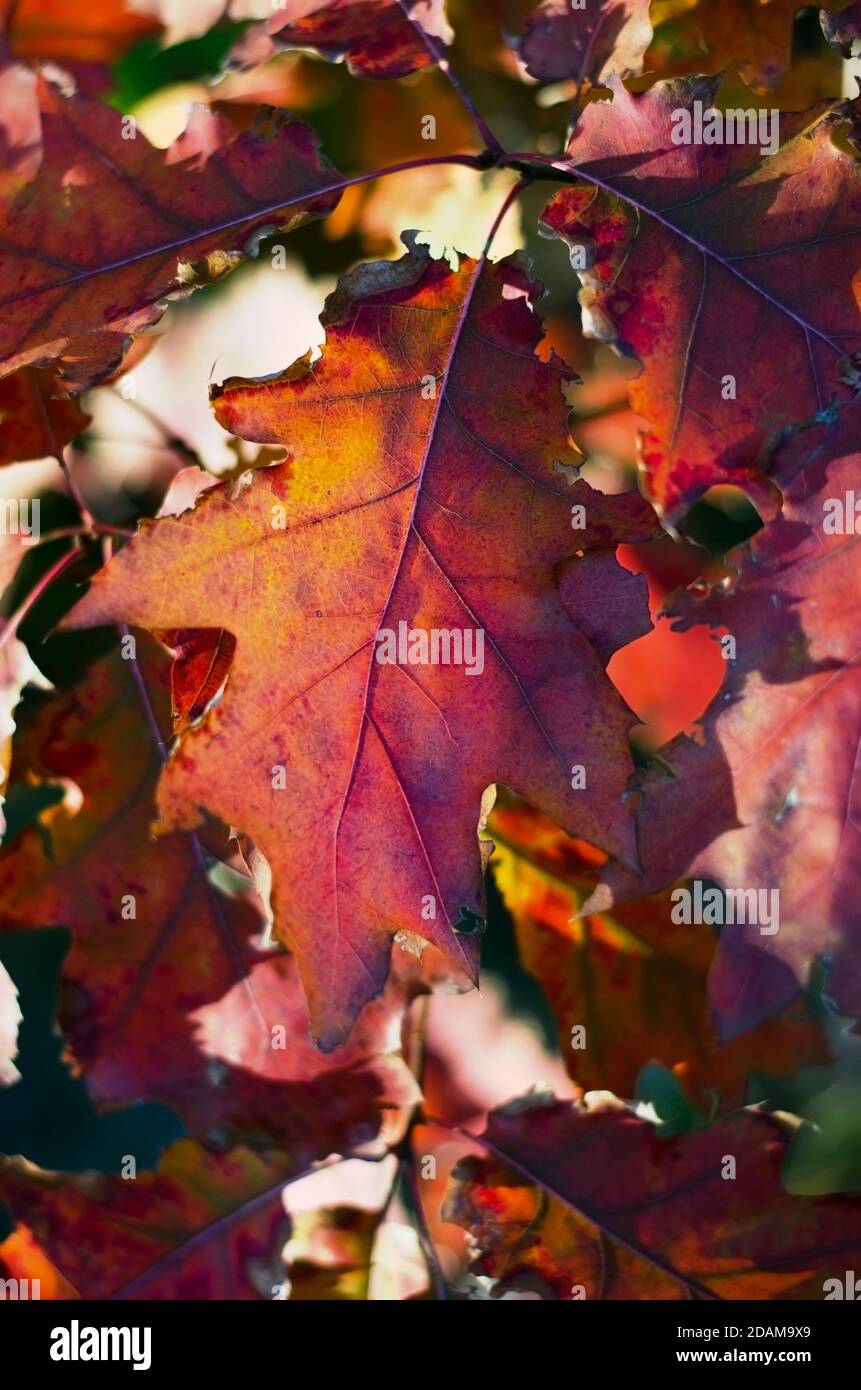 Autumn red oak tree hi-res stock photography and images - Alamy