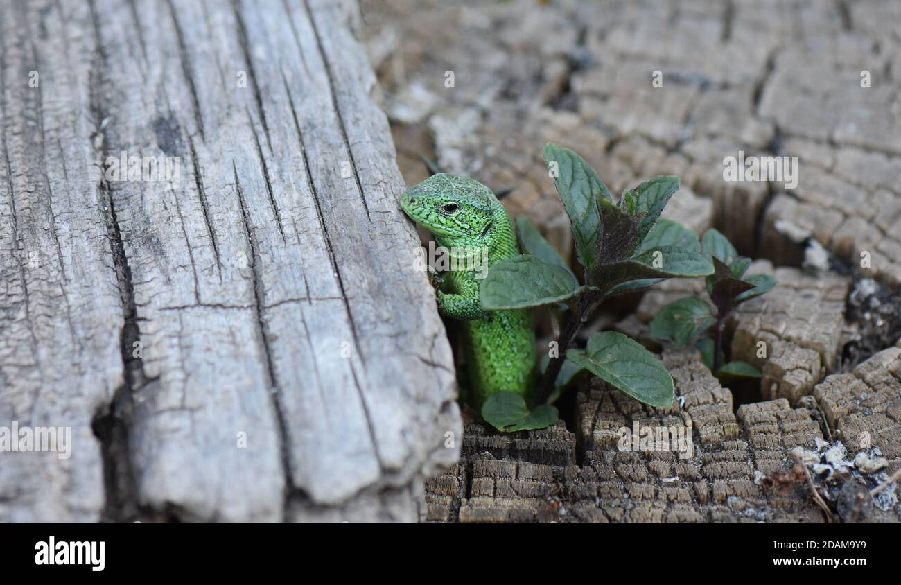 Nice lizard hi-res stock photography and images - Alamy