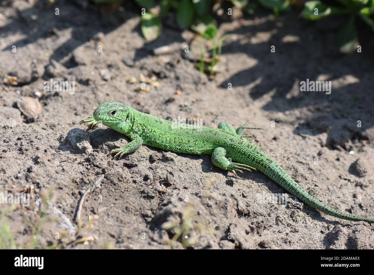 Green grass lizard hi-res stock photography and images - Alamy