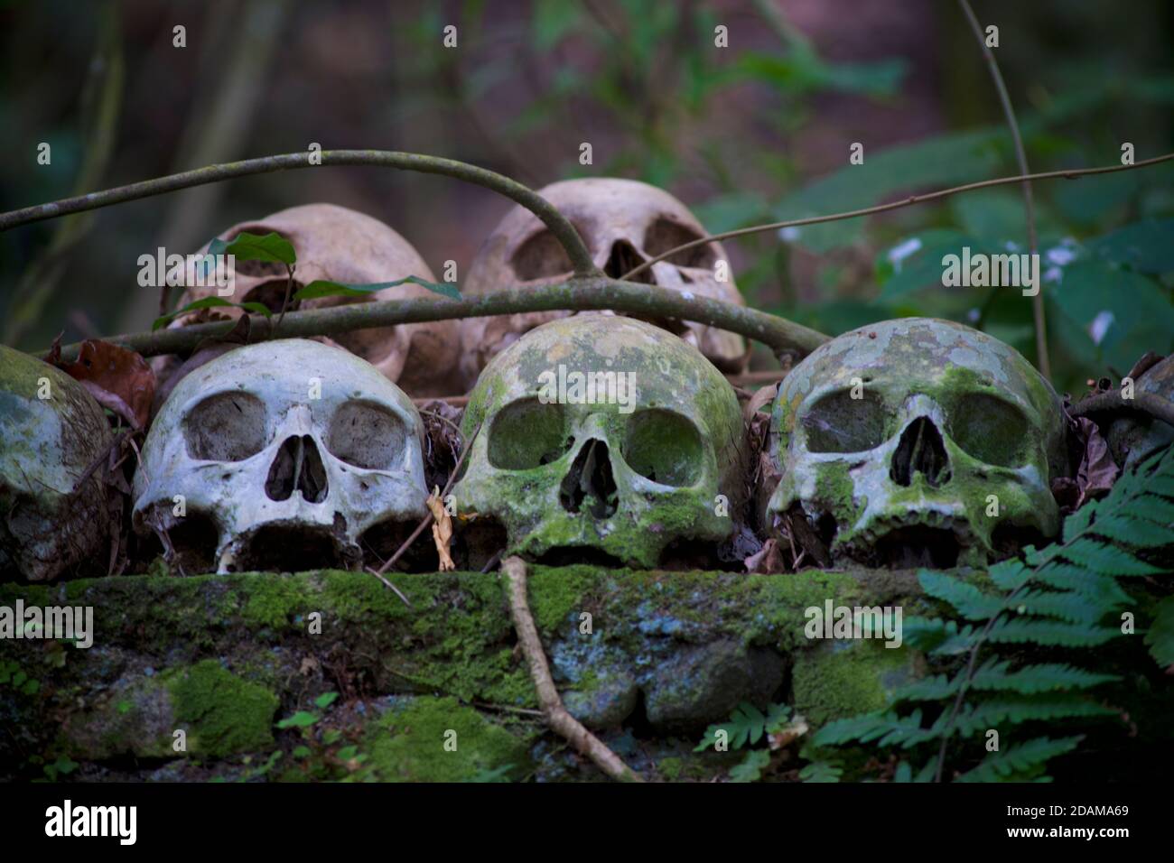 Human skulls in the open air burial grounds of the Bali Aga community ...