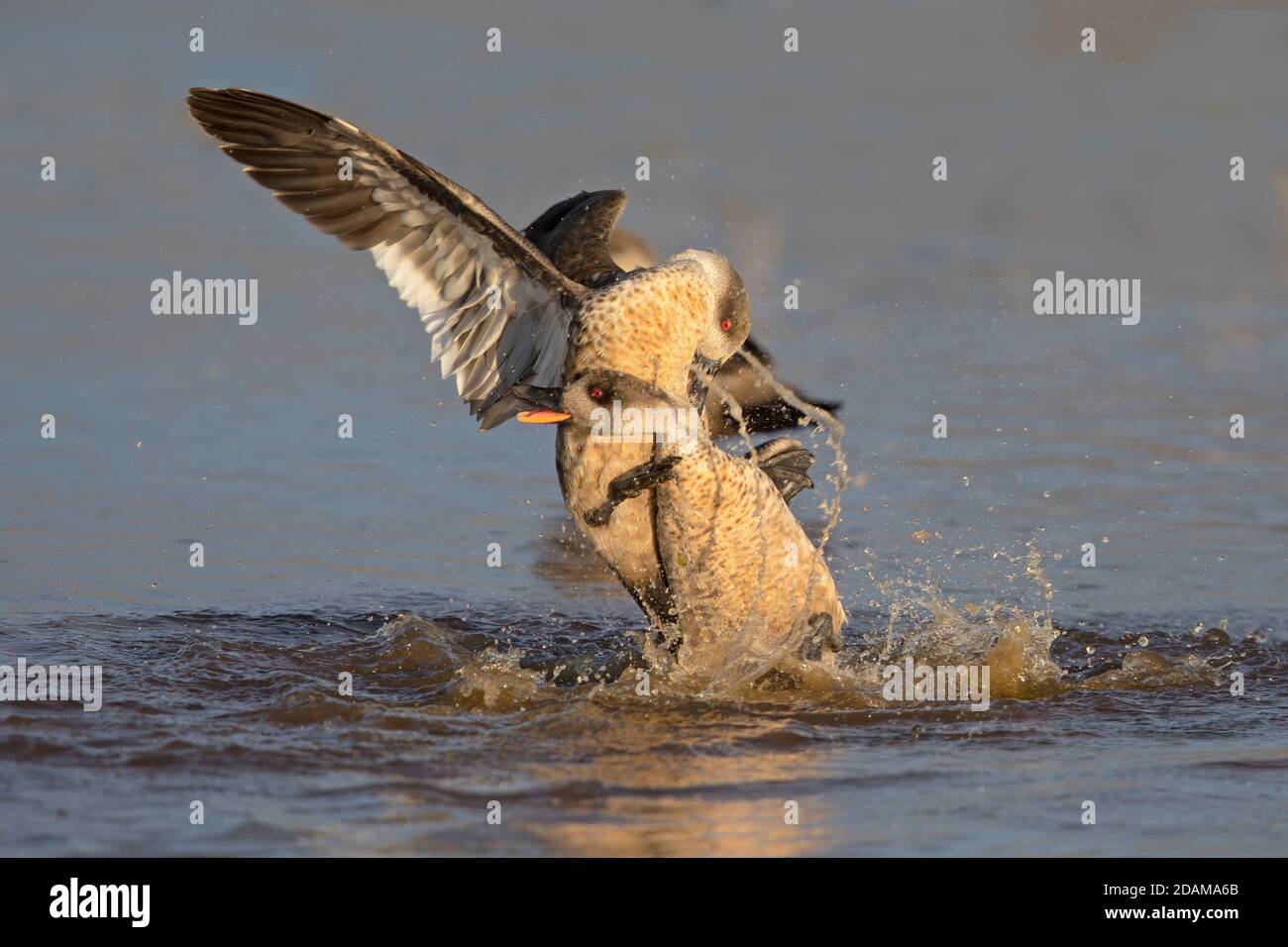 Fighting crested duck, coastal pond on Carcass island, Falkland ...