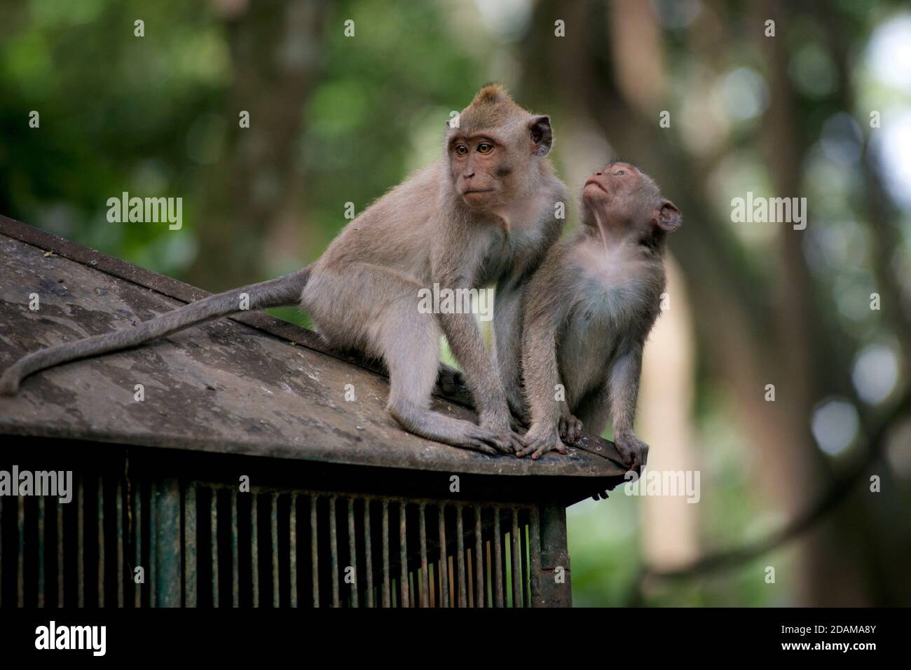 Macaques at Sacred Monkey Forest Sanctuary, Ubud Monkey Forest ...