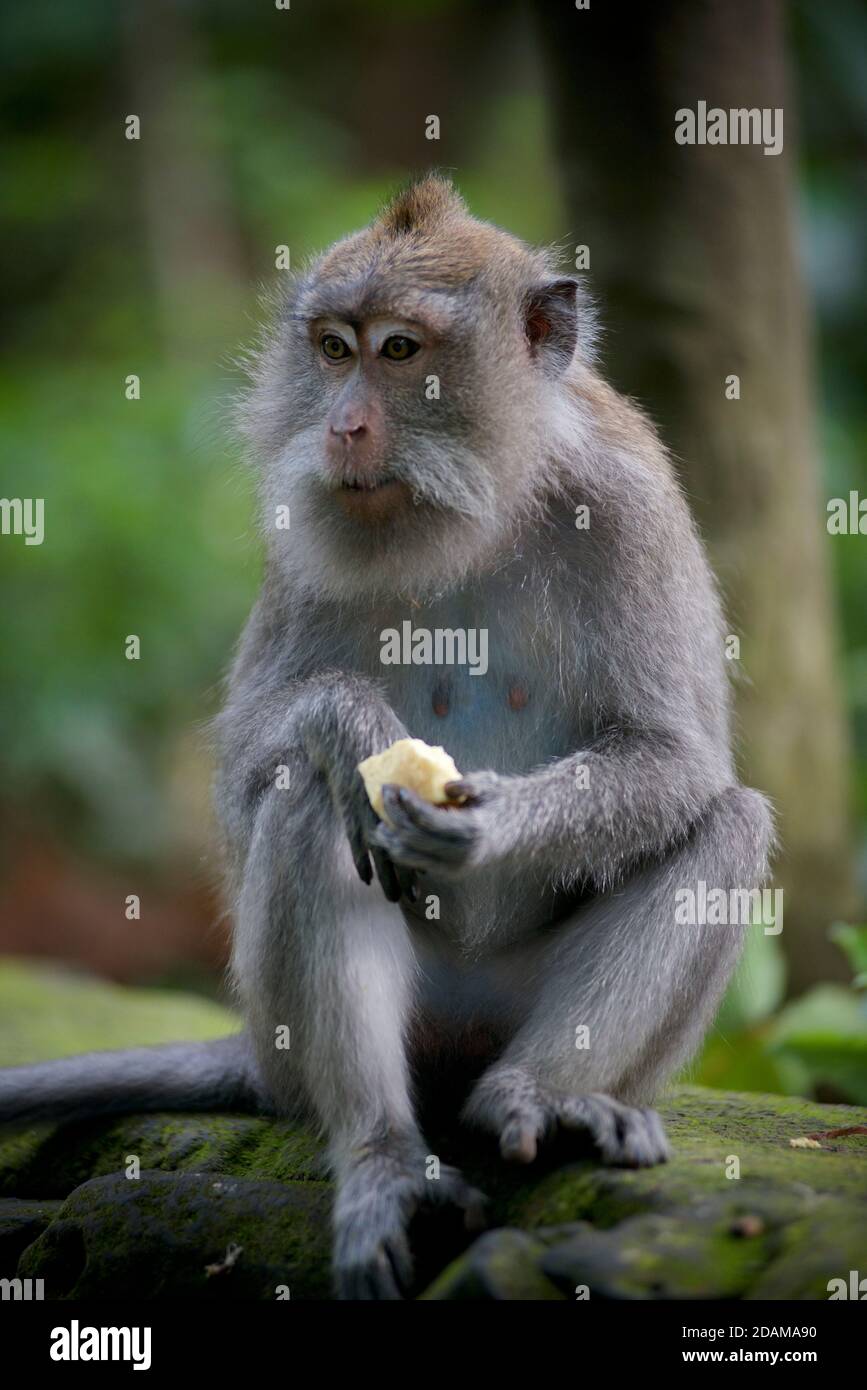 Macaque at Sacred Monkey Forest Sanctuary, Ubud Monkey Forest Sanctuary ...