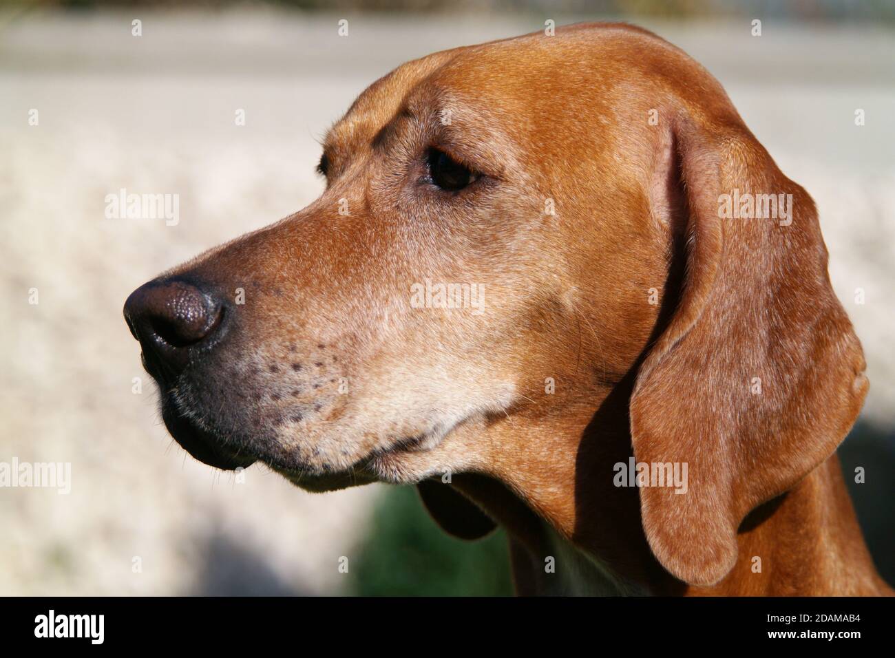 Dog portrait. Brown pointer, female. Hunting dog is posing to camera at ...
