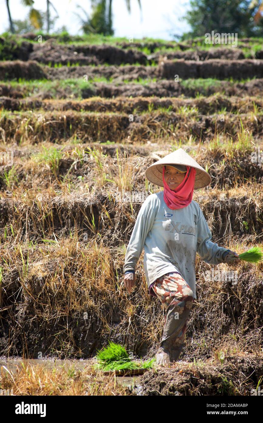 Indonesian woman working in the rice fields gathering young rice ...