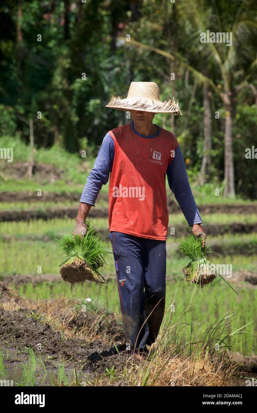 Indonesian farmer working in the rice fields gathering young rice ...