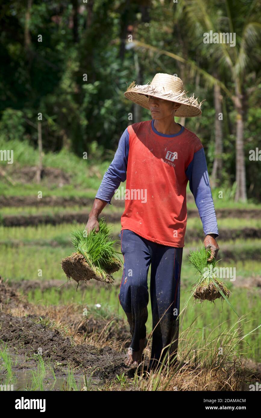 Indonesian Farmer High Resolution Stock Photography and Images - Alamy