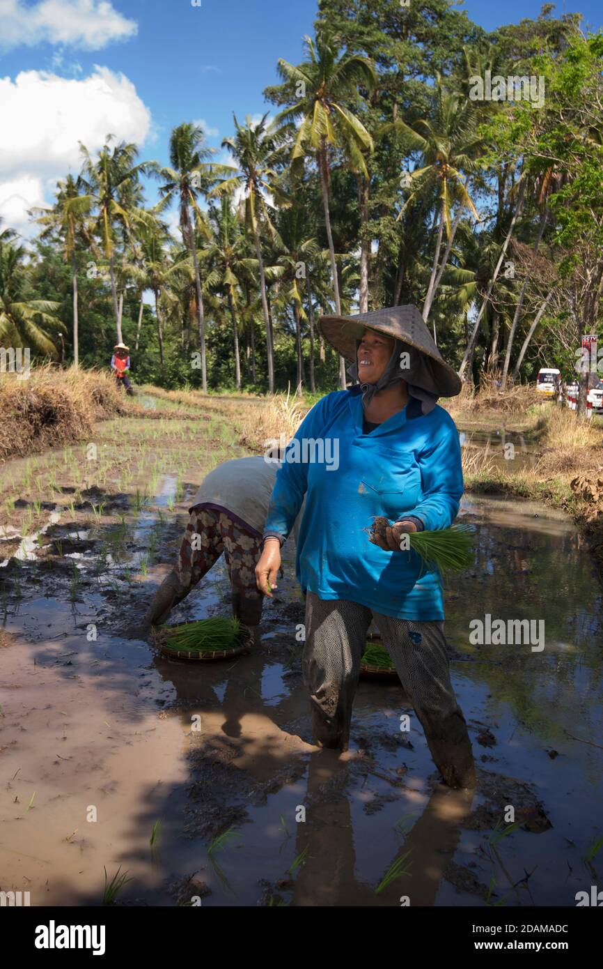 Indonesian farmer working in the rice fields gathering young rice ...