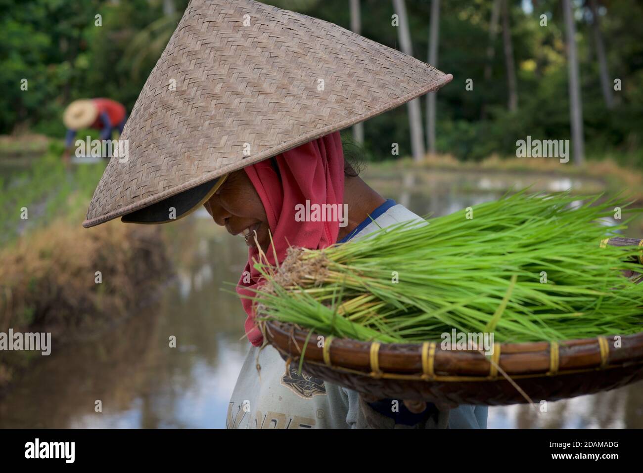 Indonesian woman working in the rice fields gathering young rice ...