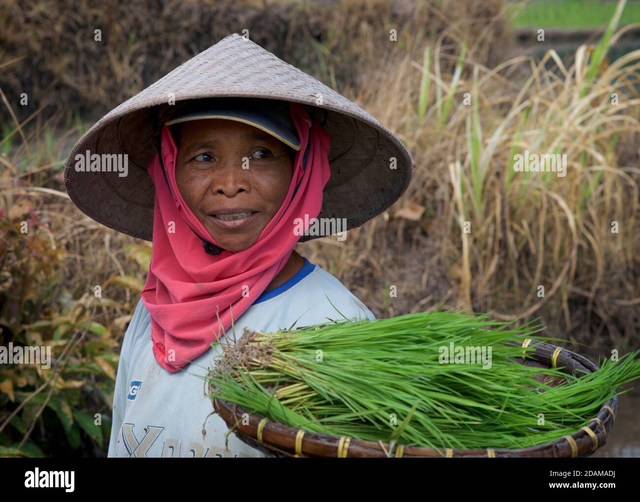Indonesian woman working in the rice fields gathering young rice ...