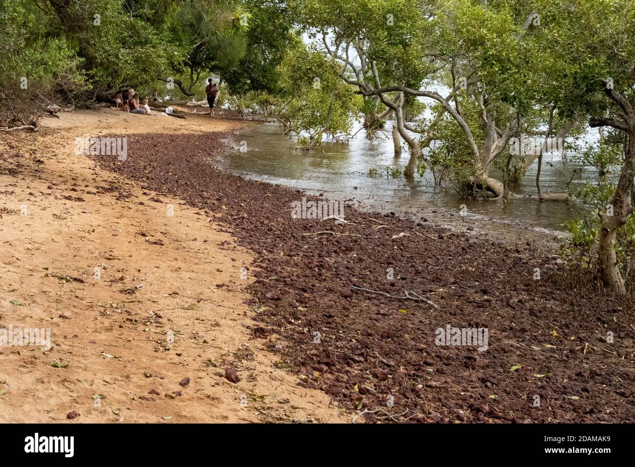 Mangroves on the beach with sand and sea on a cloudy day Stock Photo ...