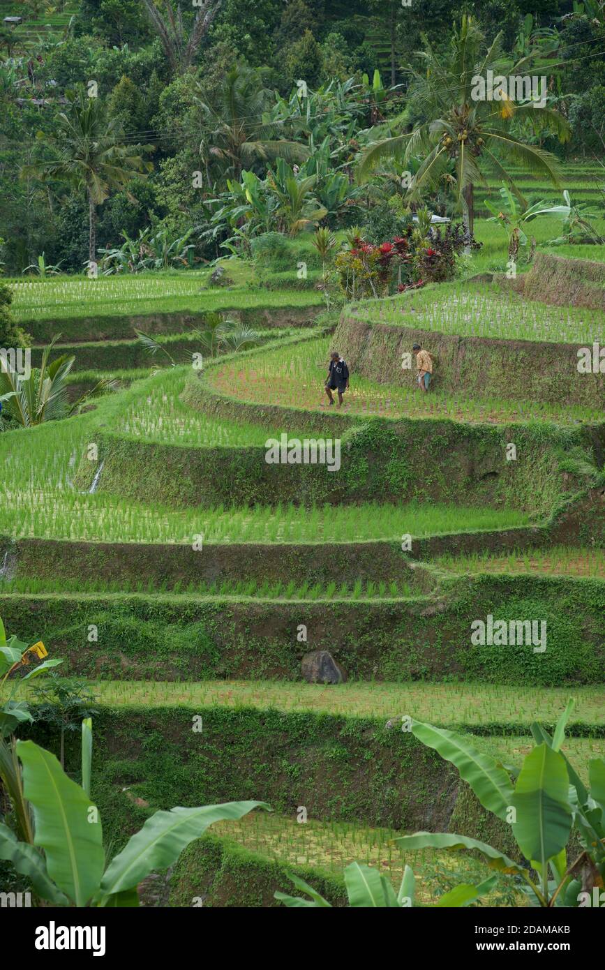 Balinese terraced rice fields at Tabanan, Bali, indonesia. Working in ...