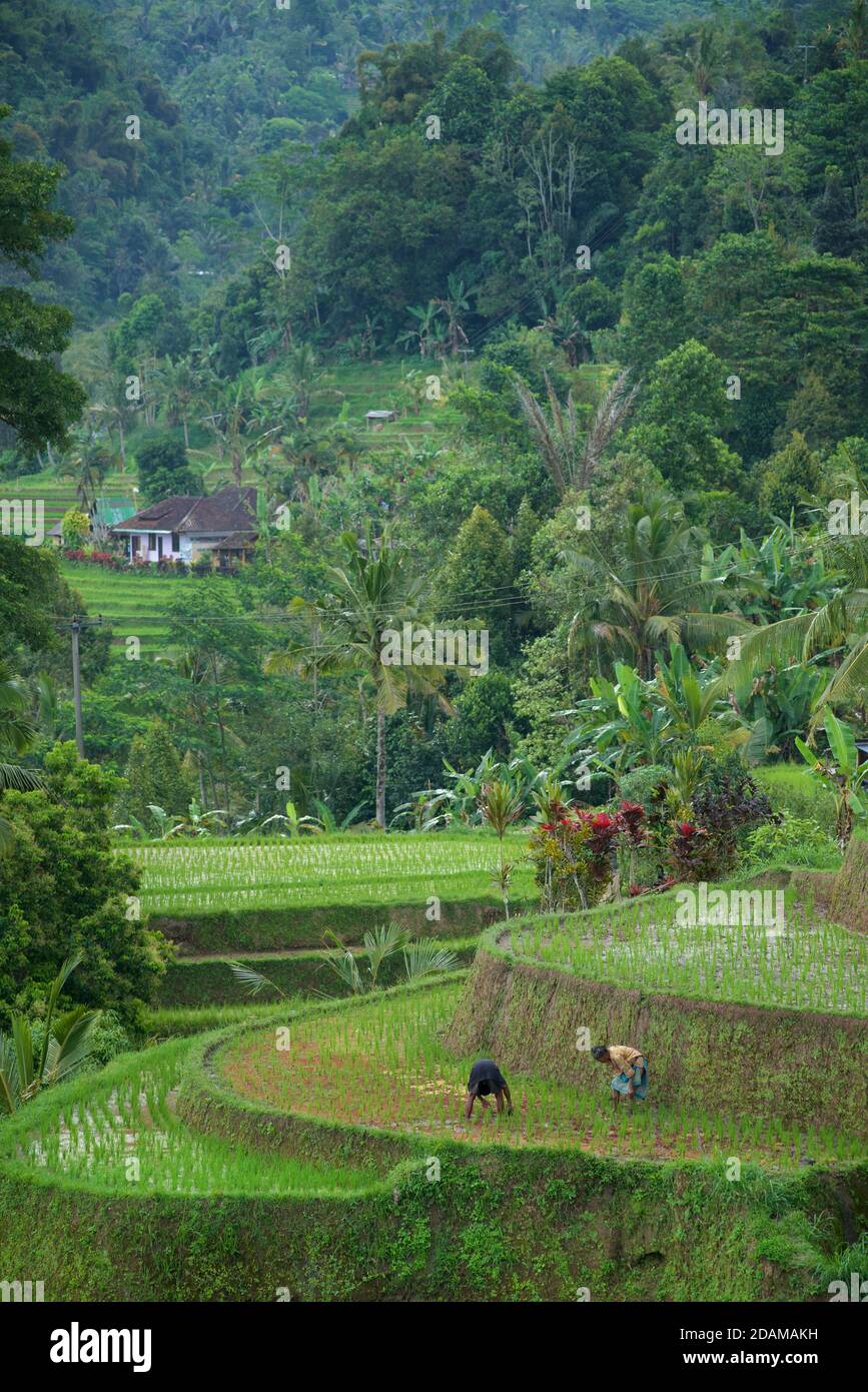 Balinese terraced rice fields at Tabanan, Bali, indonesia. Working in ...