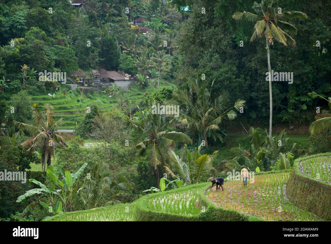 Balinese terraced rice fields at Tabanan, Bali, indonesia. Working in ...