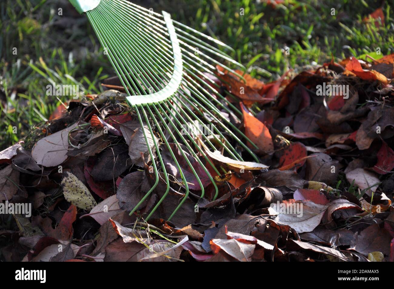 Cleaning fallen yellow leaves rake hi-res stock photography and images ...