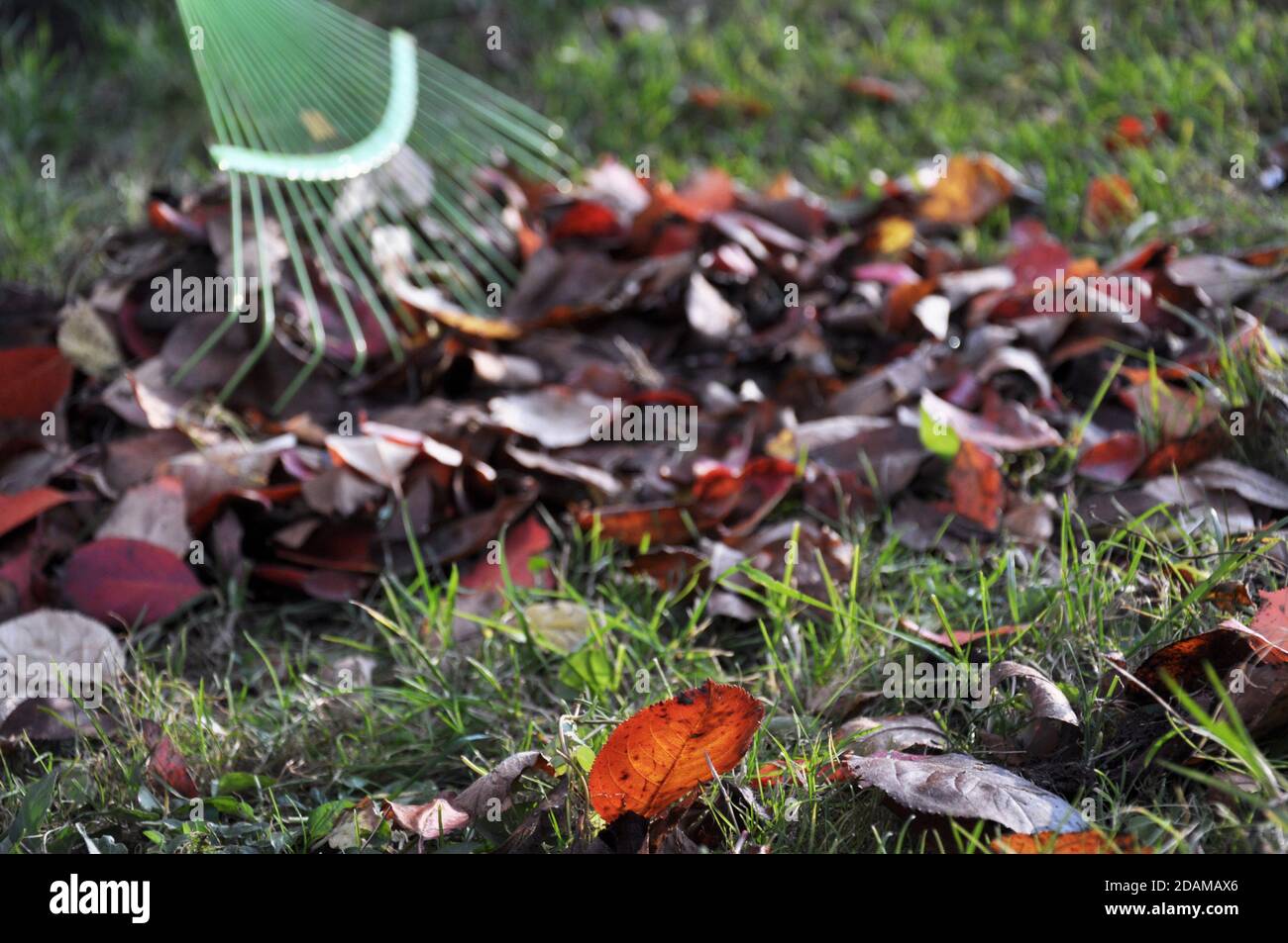 Picking up fallen leaves hi-res stock photography and images - Alamy