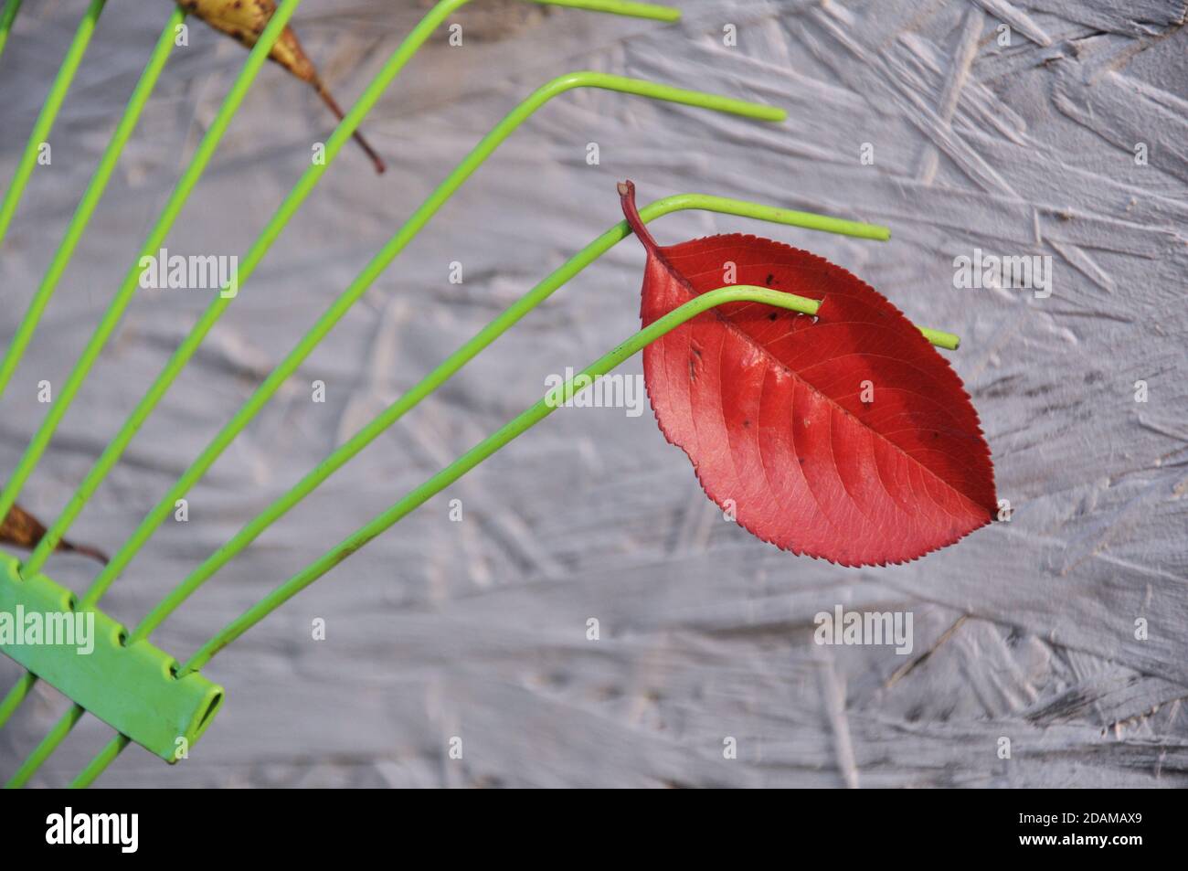 Cleaning fallen yellow leaves rake hi-res stock photography and images ...