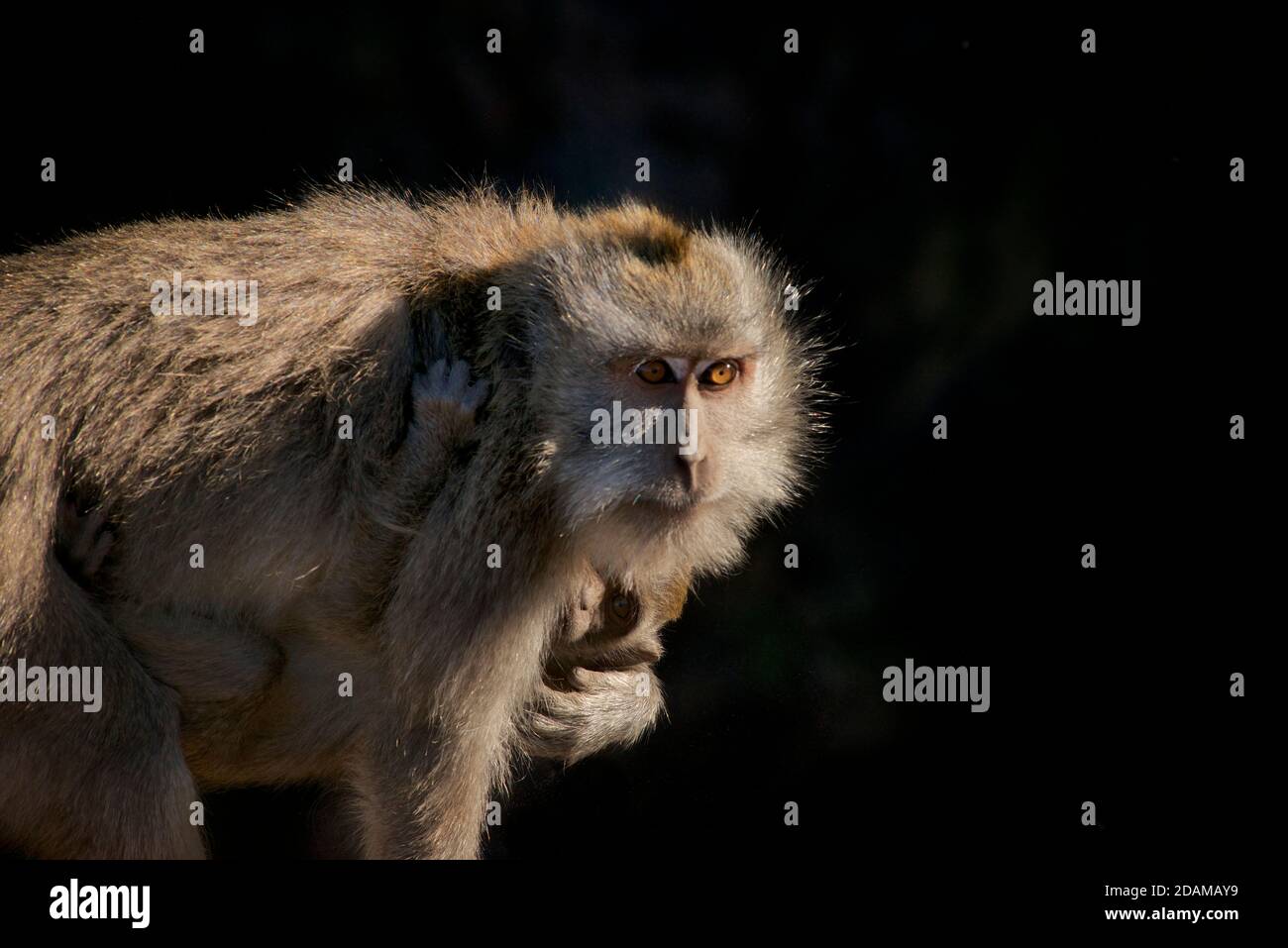 Female macaque carrying young macaque. Lower slopes of Mount Batur ...