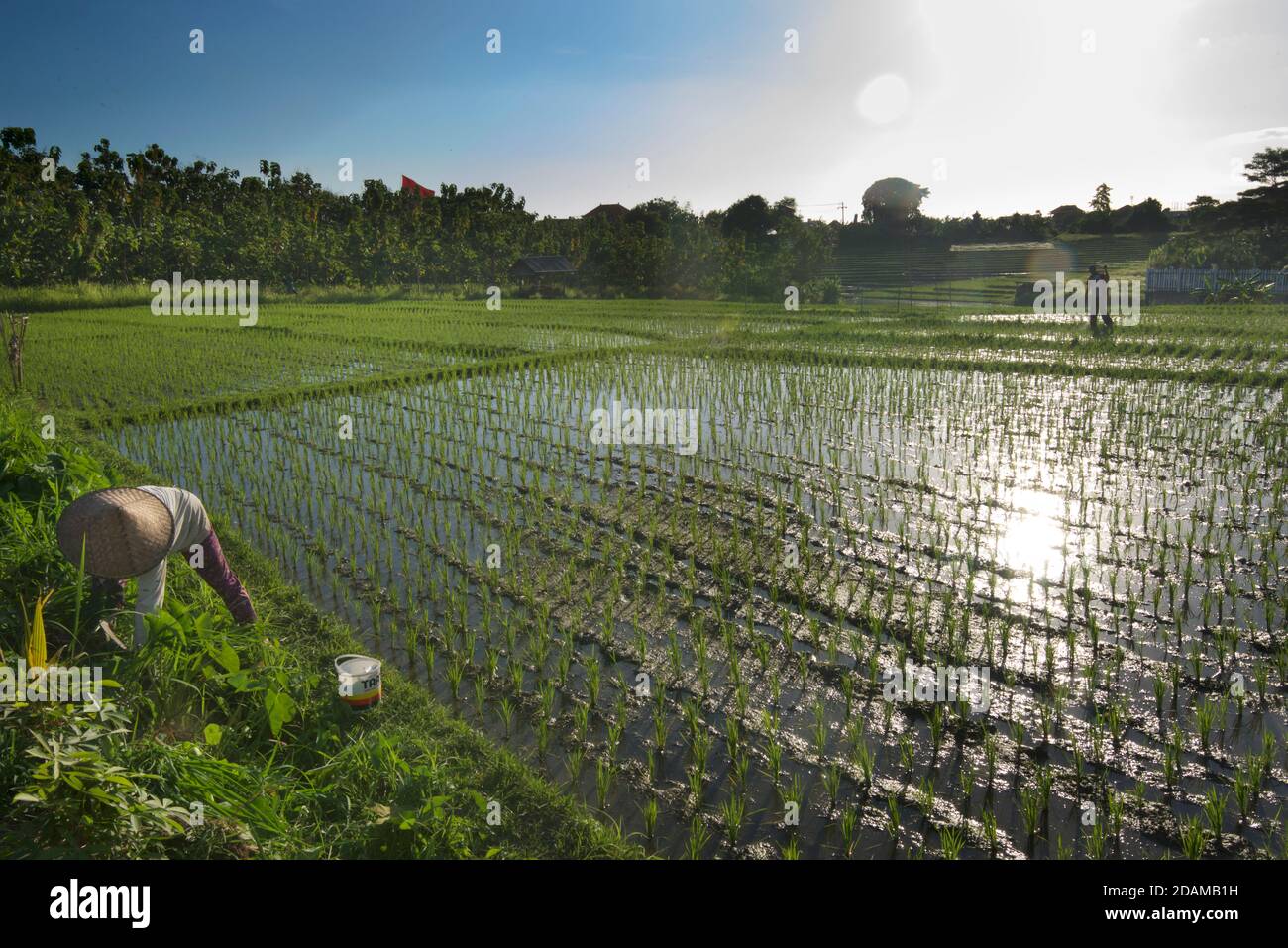 Irrigated paddy field, Bali, Indonesia. Rice agriculture in Indonesia ...
