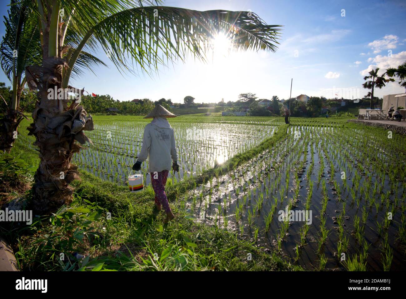 Irrigated paddy field, Bali, Indonesia. Rice agriculture in Indonesia ...