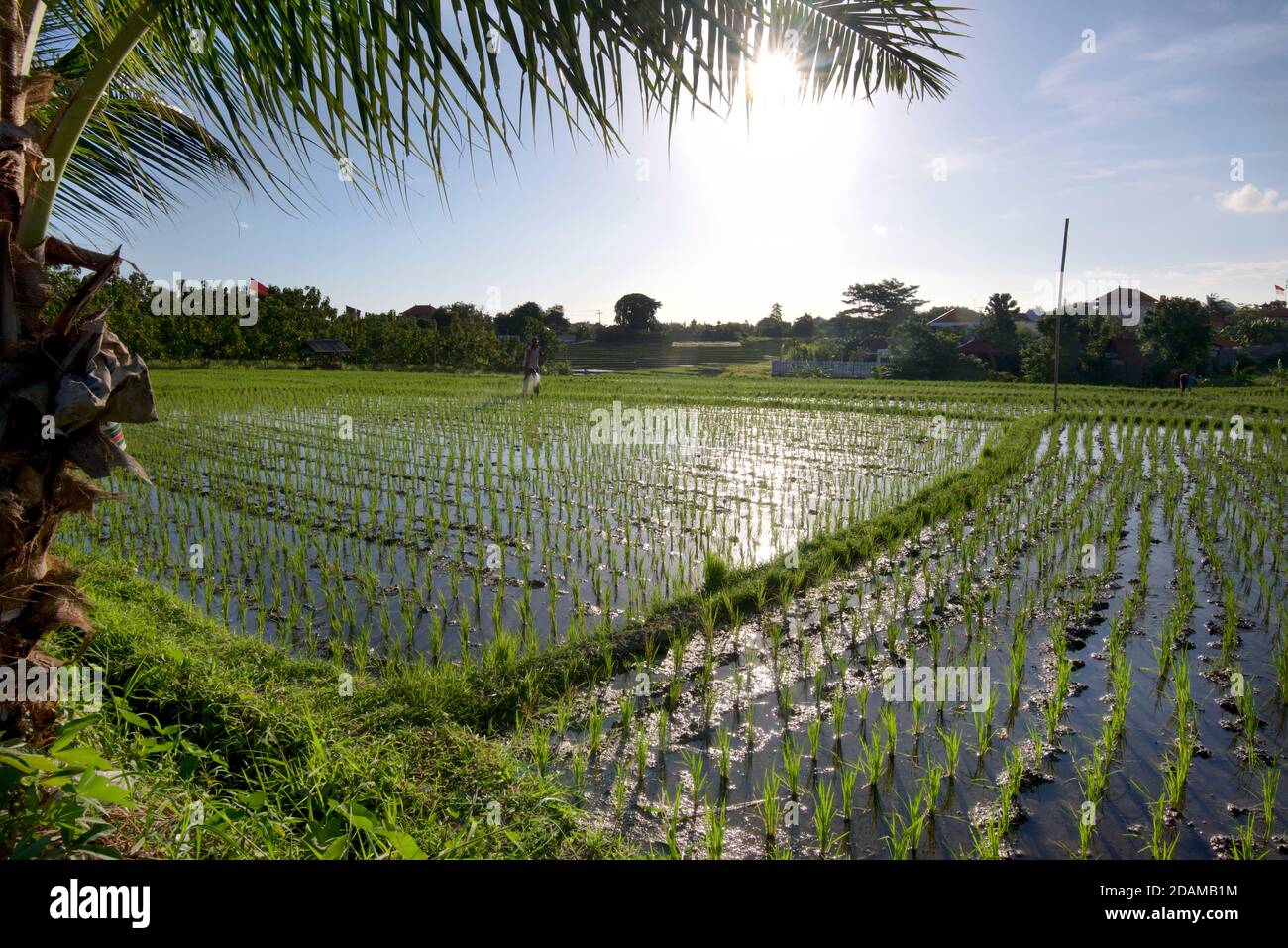Irrigated paddy field, Bali, Indonesia. Rice agriculture in Indonesia ...