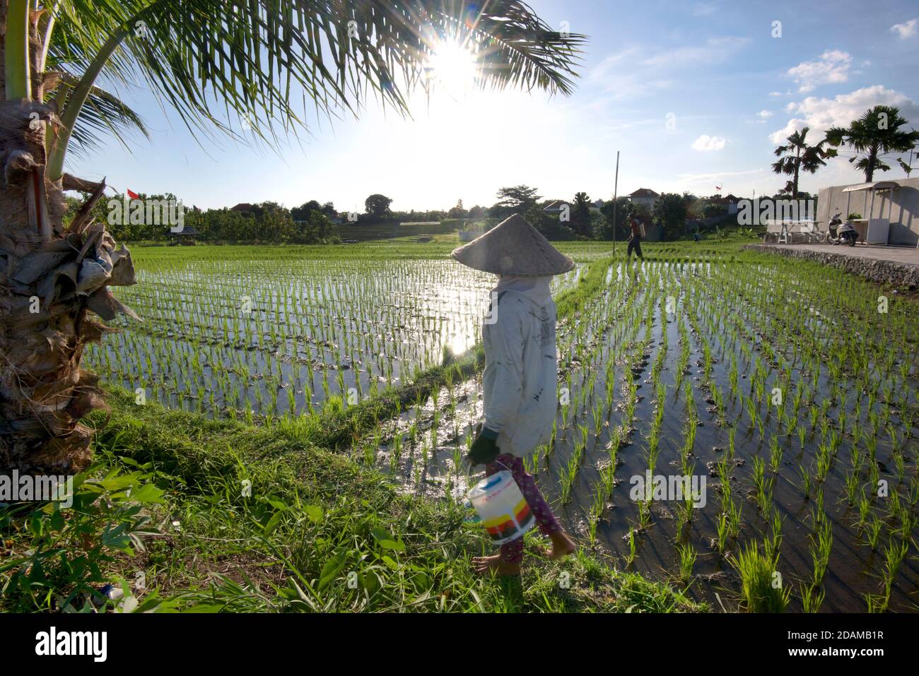 Irrigated paddy field, Bali, Indonesia. Rice agriculture in Indonesia ...