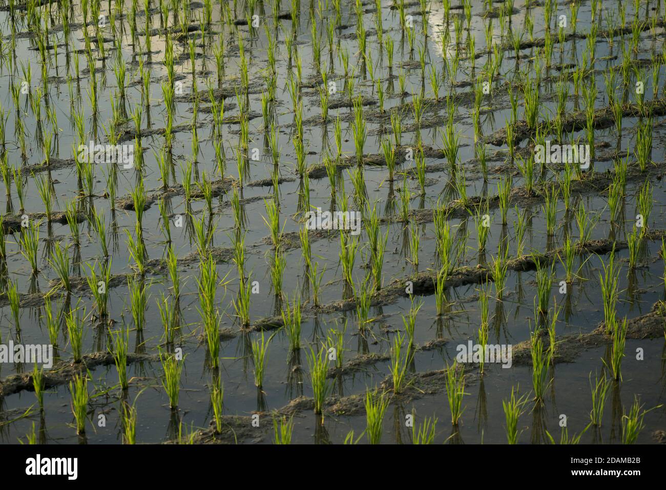 Irrigated agriculture hi-res stock photography and images - Alamy