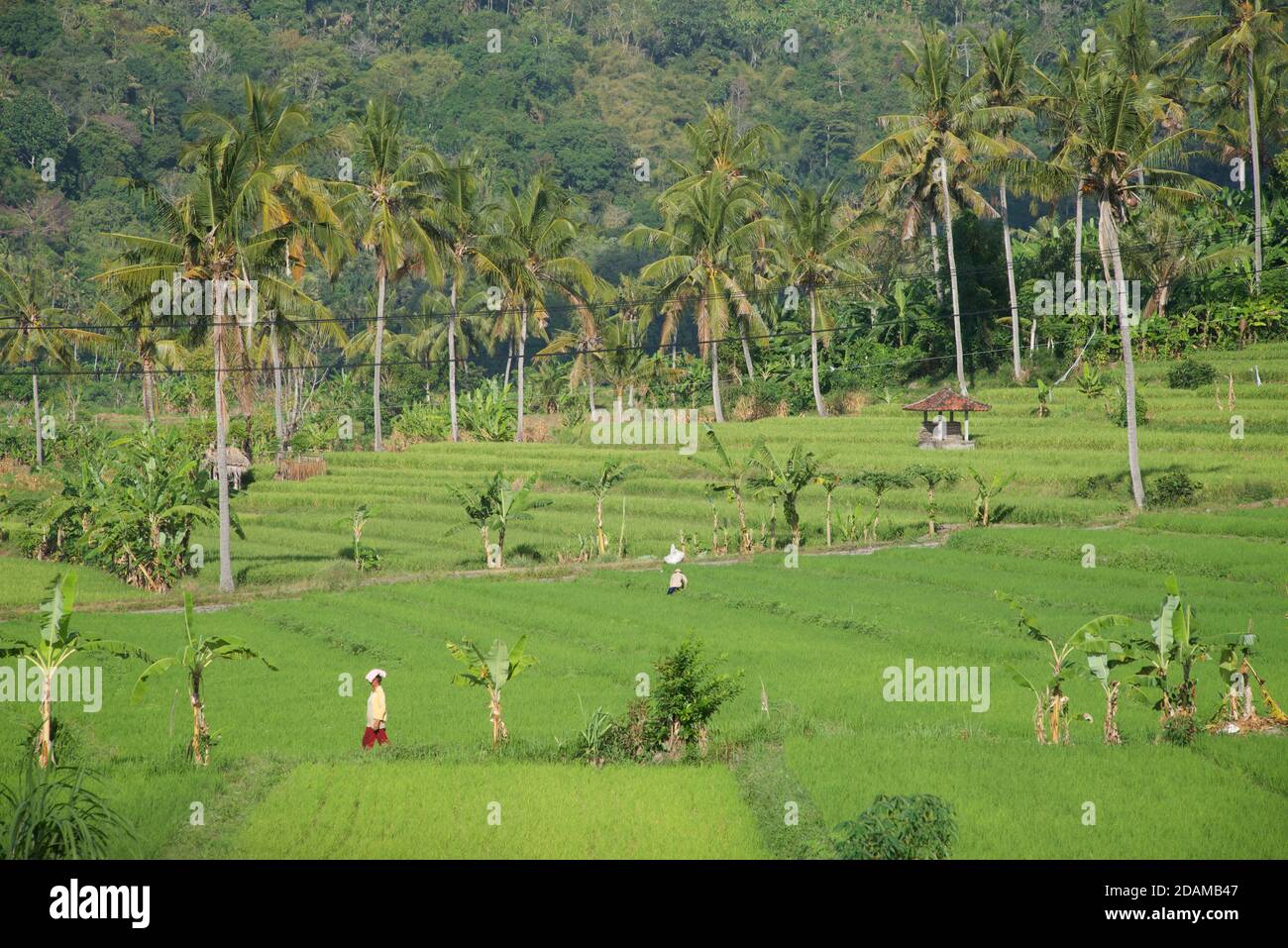 Balinese rice paddy fields in the Karangasem area of Eastern Bali ...