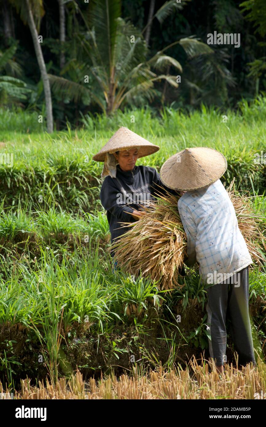 Balinese women working in a rice field, Bali, Indonesia Stock Photo - Alamy
