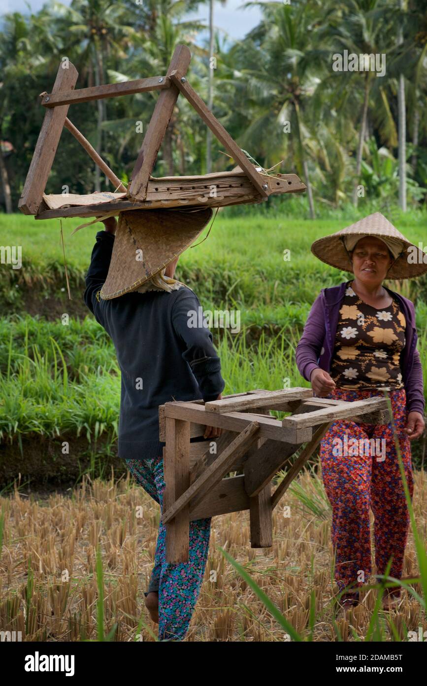 Balinese women working in a rice field, Bali, Indonesia Stock Photo - Alamy