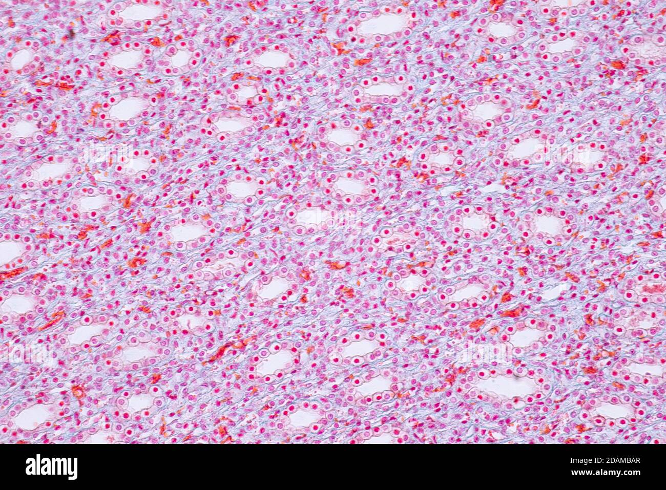 Human kidney cell hi-res stock photography and images - Alamy