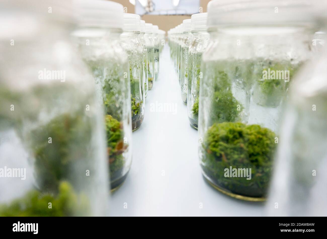 Plant tissue culture hi-res stock photography and images - Alamy