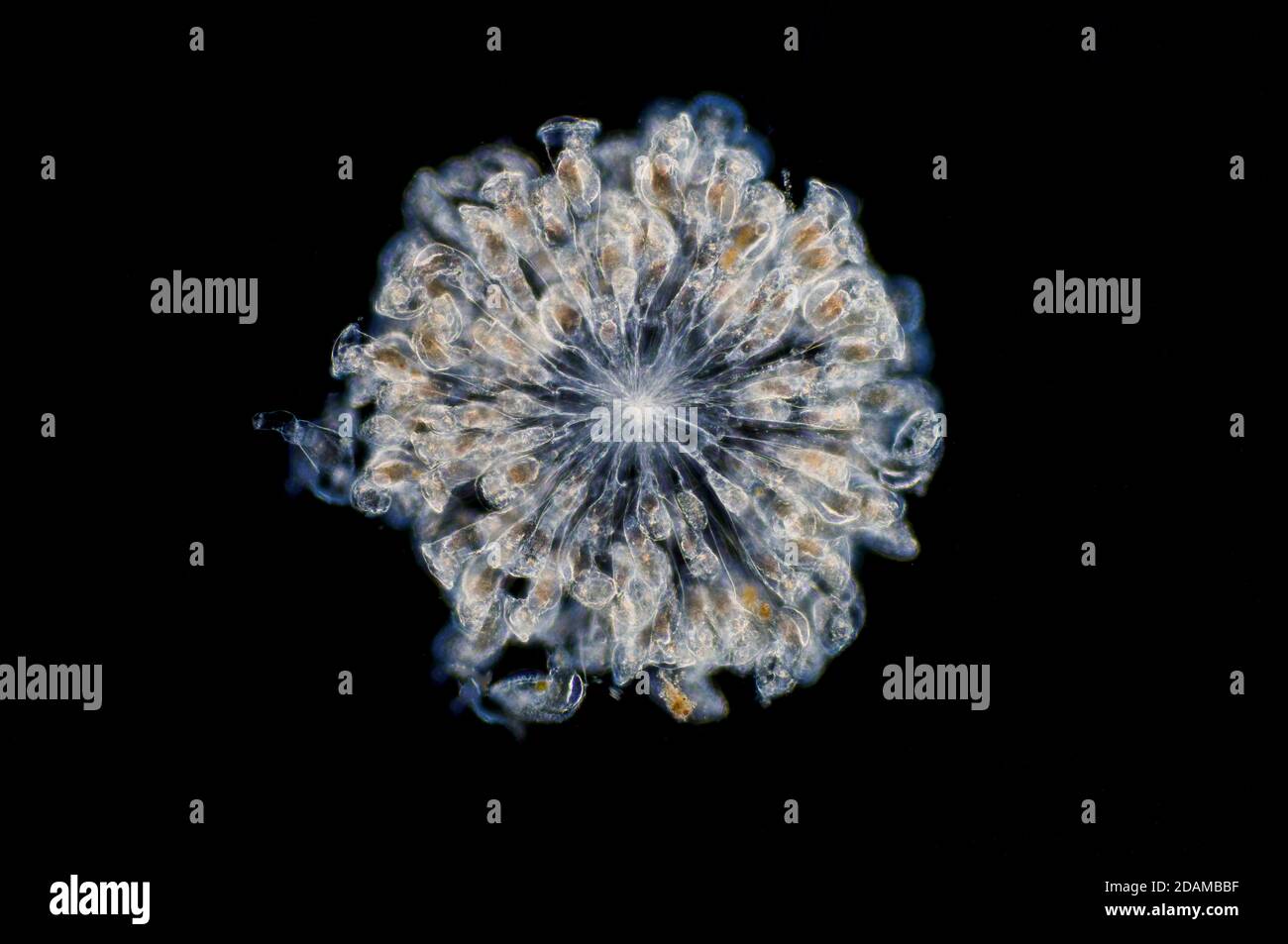 Rotifer, light micrograph. Rotifers (Rotifera), commonly called wheel ...