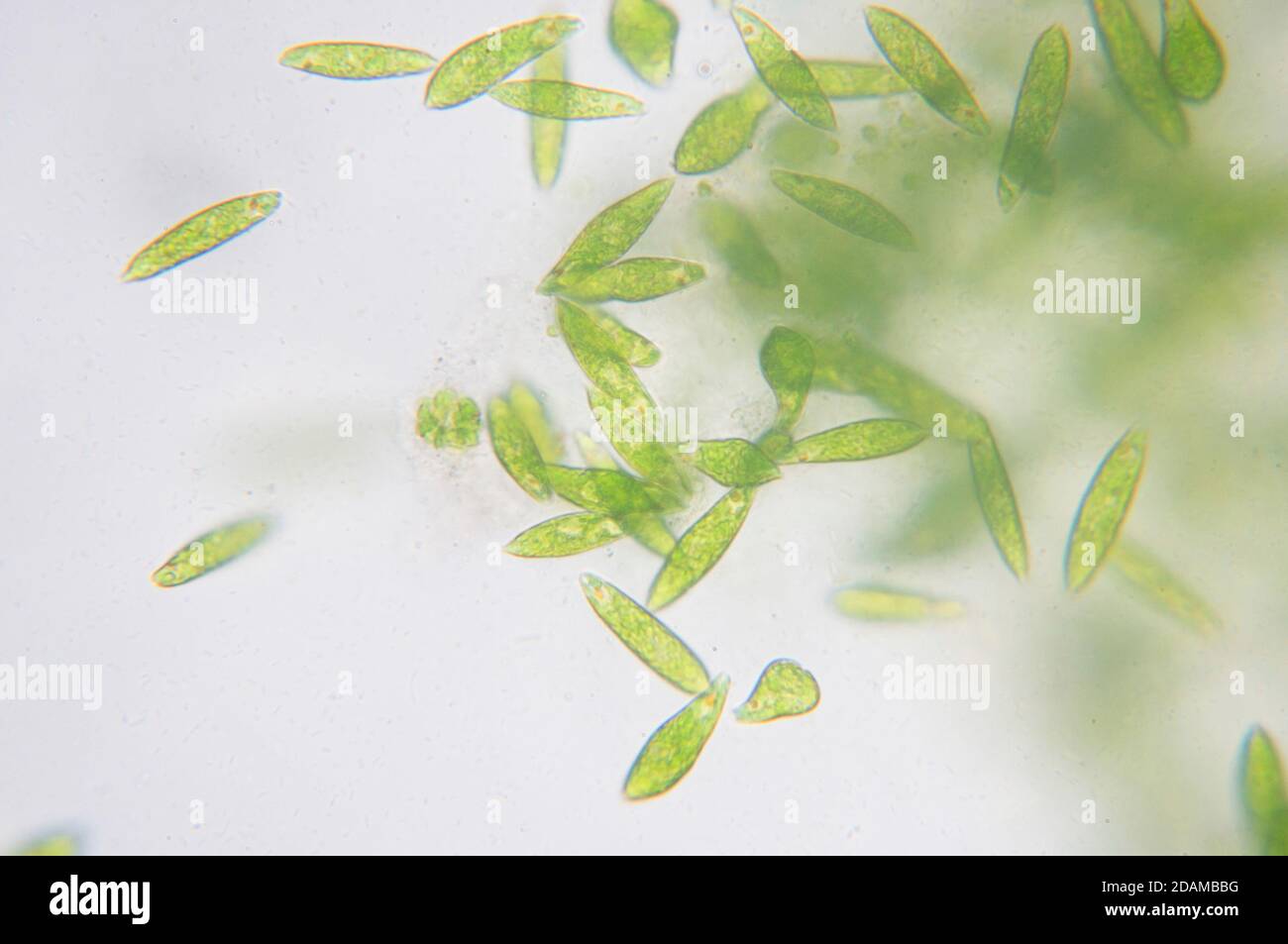 Euglena hi-res stock photography and images - Alamy