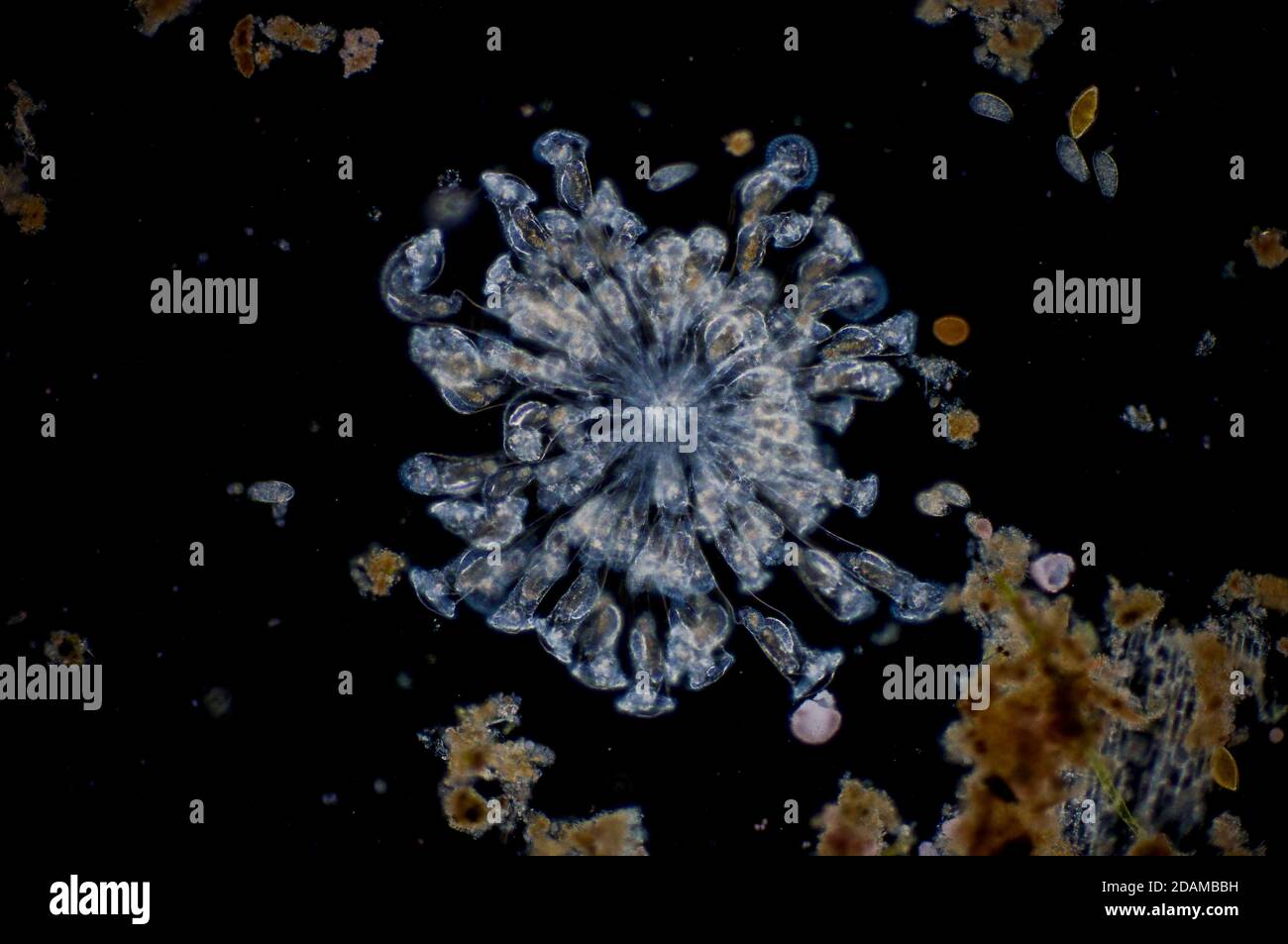 Rotifer, light micrograph. Rotifers (Rotifera), commonly called wheel ...