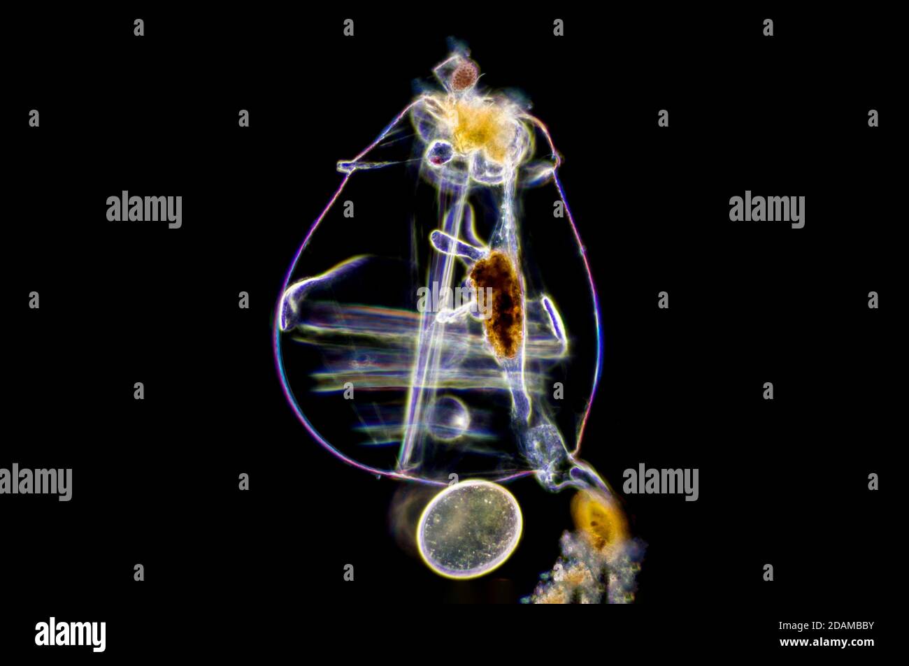 Rotifer, light micrograph. Rotifers (Rotifera), commonly called wheel ...