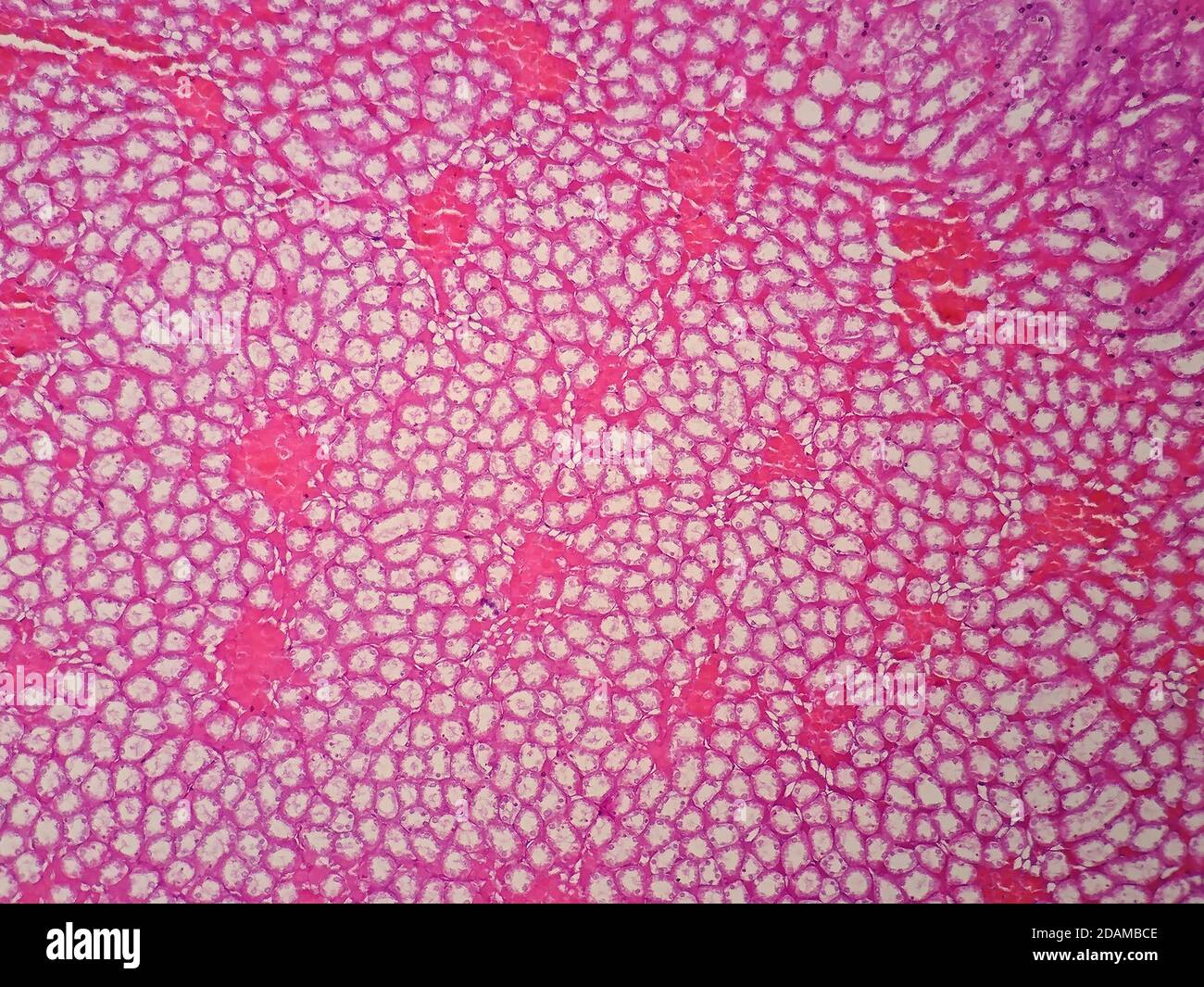 Kidney Tissue