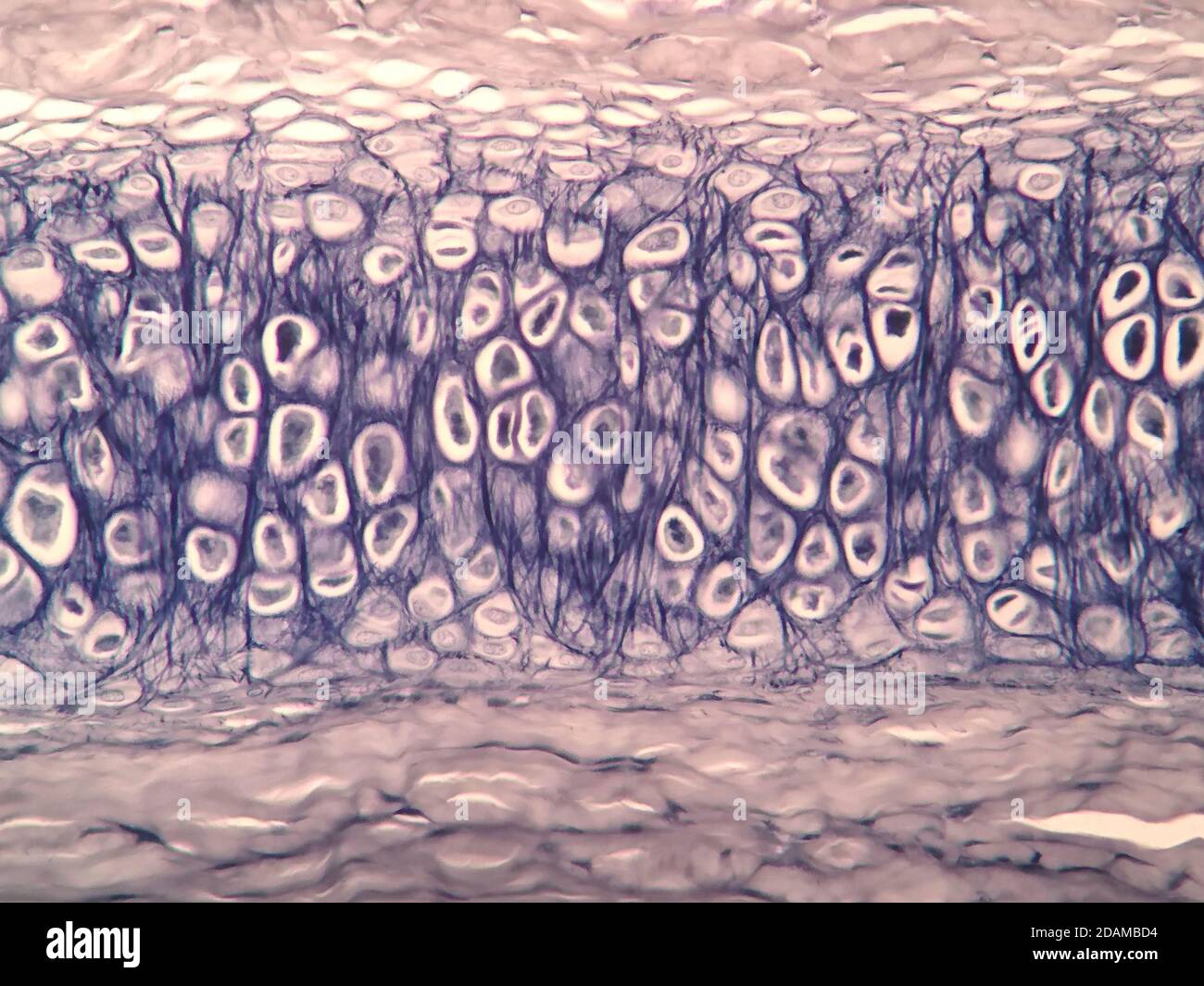 Human cartilage, light micrograph Stock Photo - Alamy