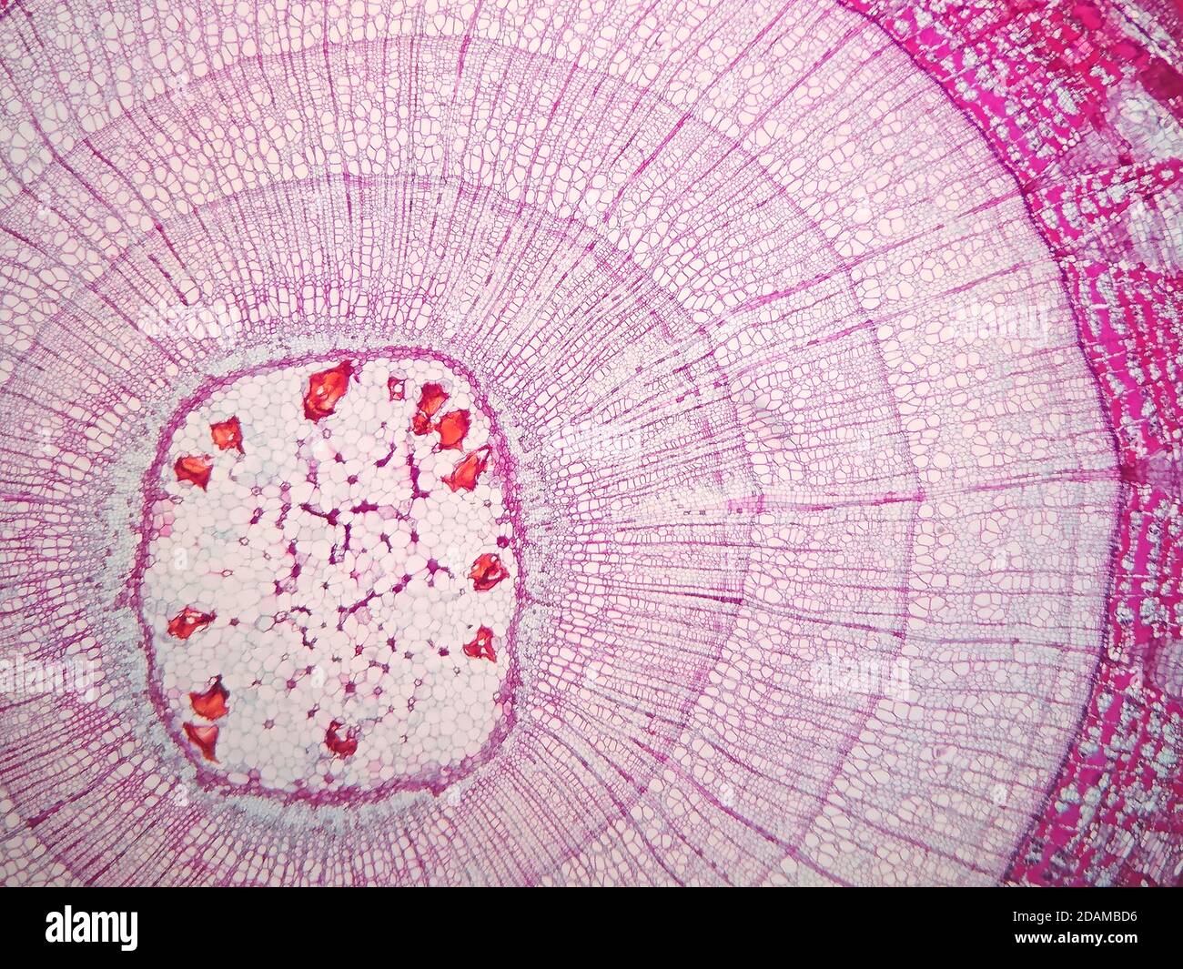 Xylem Micrograph High Resolution Stock Photography and Images - Alamy