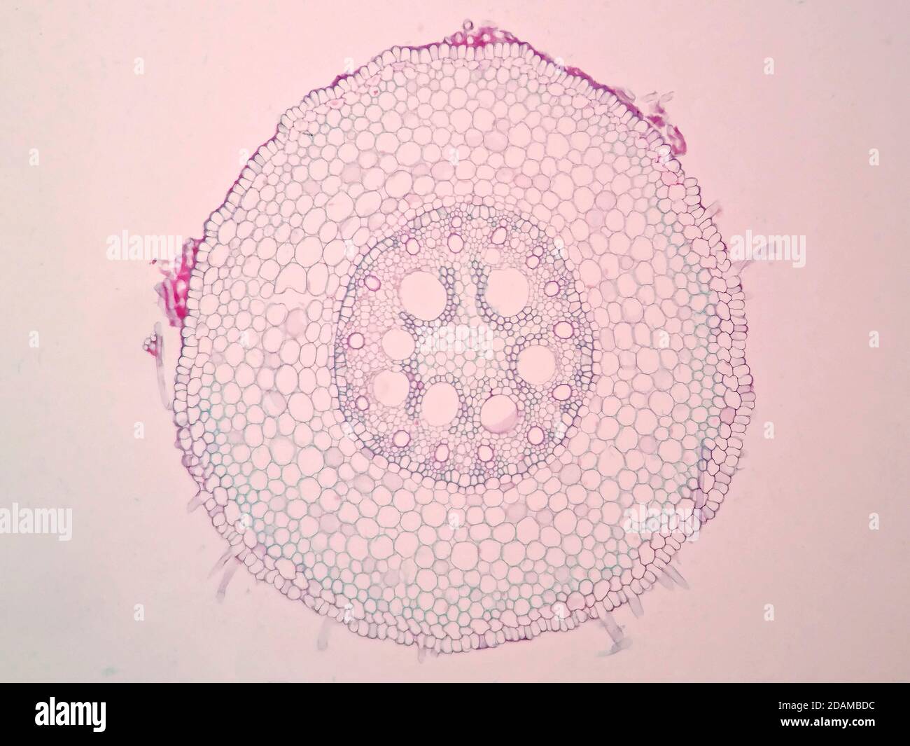 Phloem Micrograph High Resolution Stock Photography and Images - Alamy