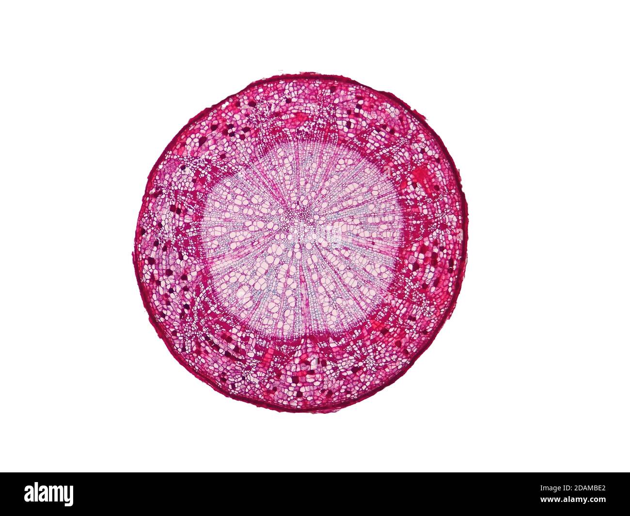 Plant stem, light micrograph Stock Photo - Alamy Plant stem, light micrograph Stock Photo - Alamy