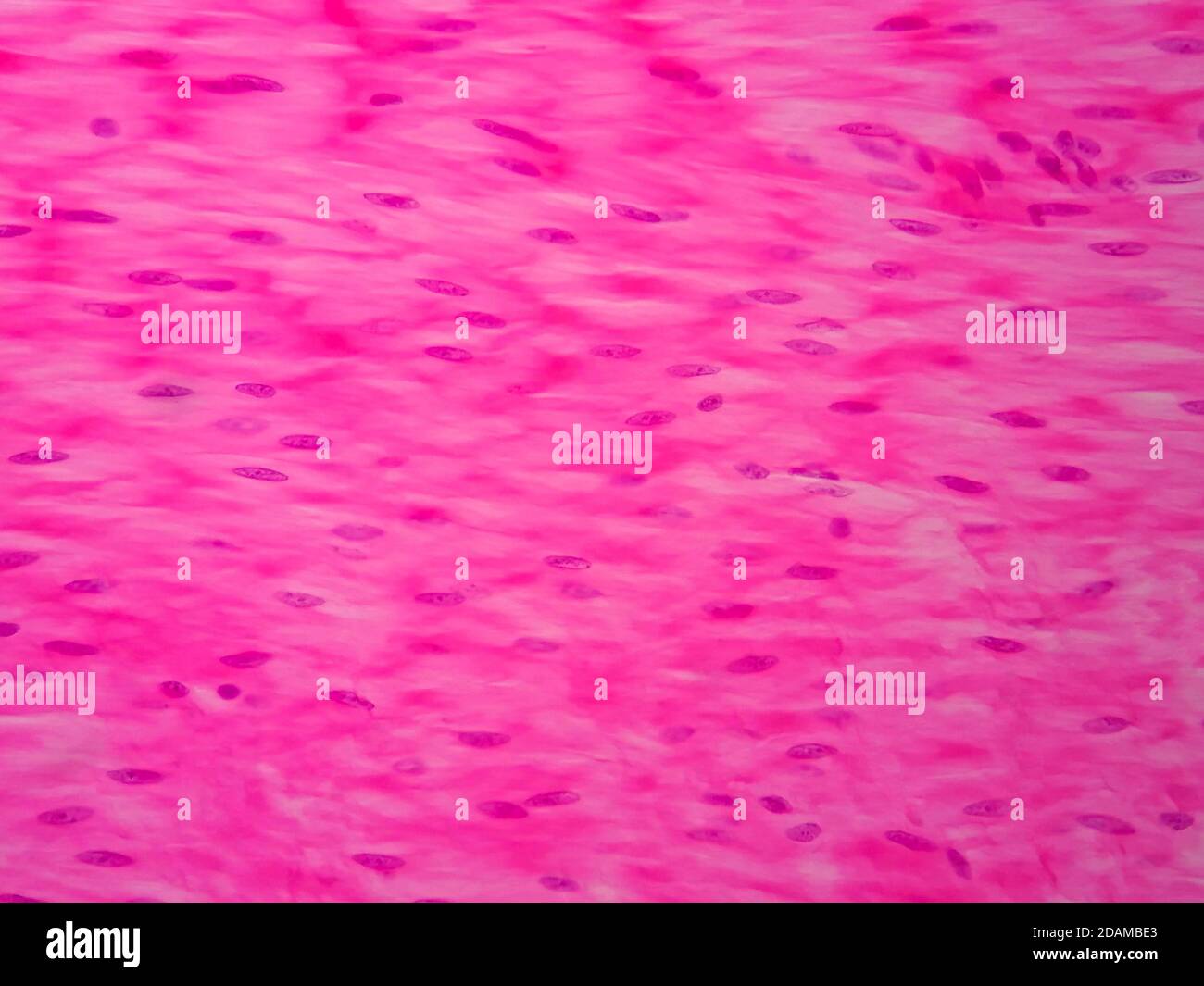 Smooth Muscle Tissue Under Microscope