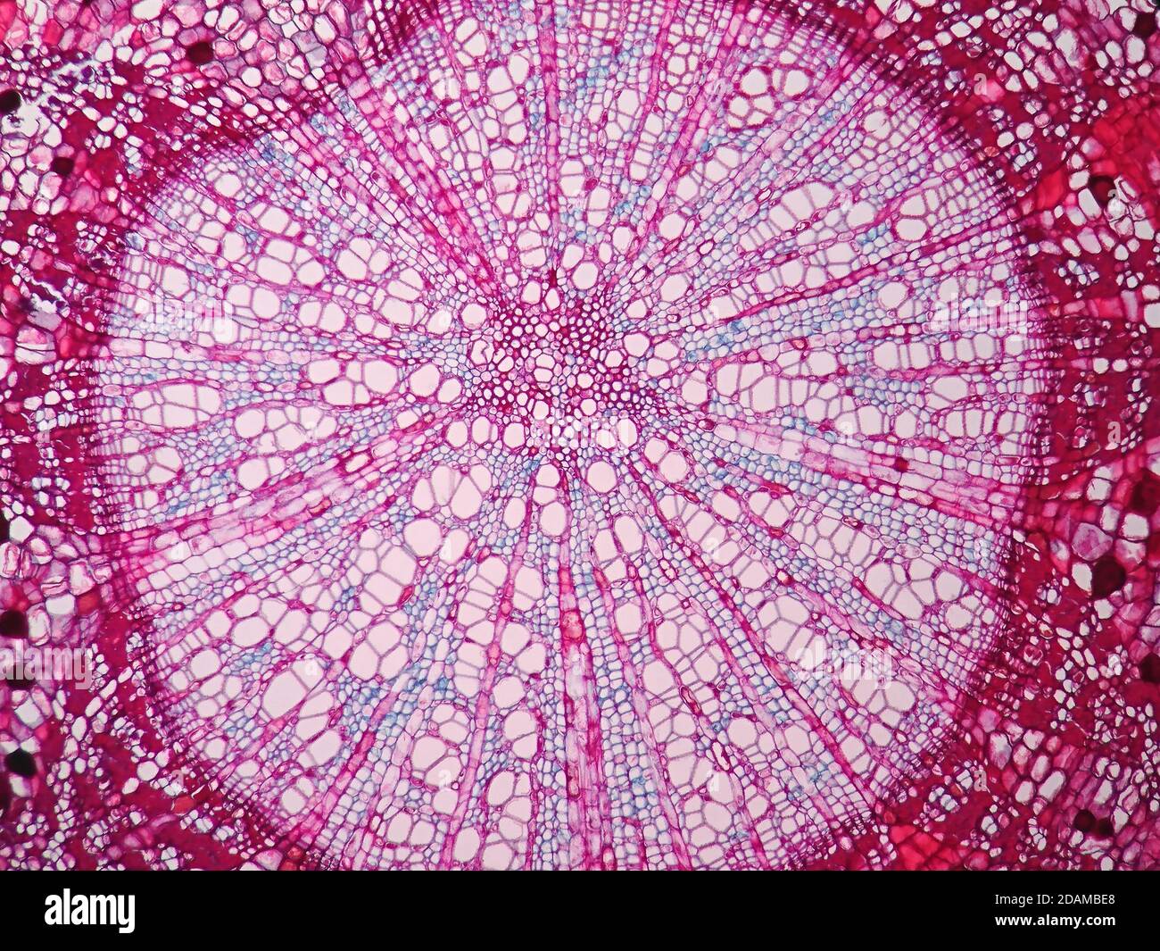 Phloem micrograph hi-res stock photography and images - Alamy