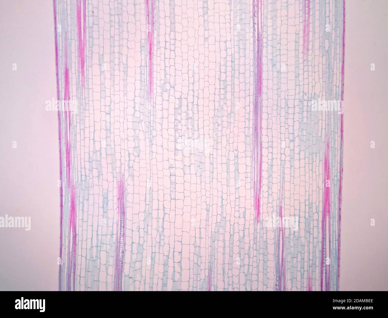 Plant stem, light micrograph Stock Photo - Alamy