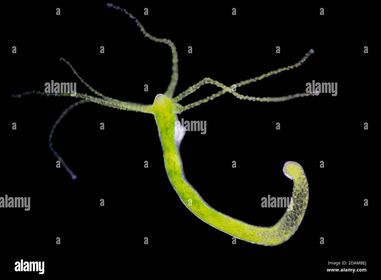 Hydra, light micrograph. Hydra are small freshwater animals of the ...